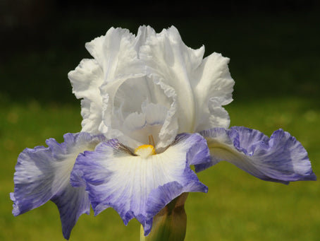 Iris 'Alizes' – sempervivumsbypost.co.uk