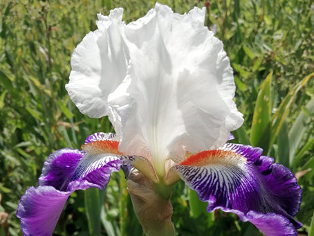 Iris 'Bal Masque' – sempervivumsbypost.co.uk