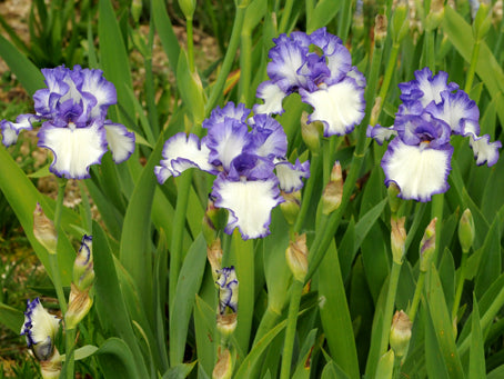 Iris 'Classic look' – sempervivumsbypost.co.uk