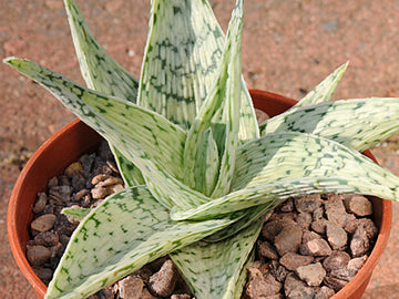 Aloe rauhii 'Snowflake' – sempervivumsbypost.co.uk