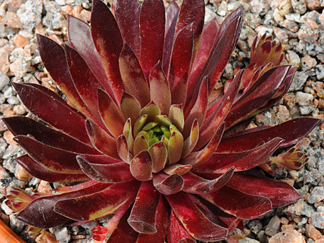 Sempervivum 'Devil's Touch' – sempervivumsbypost.co.uk