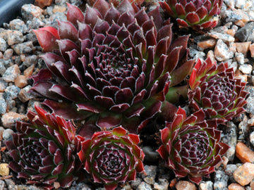 Sempervivum 'Jet Stream' – sempervivumsbypost.co.uk